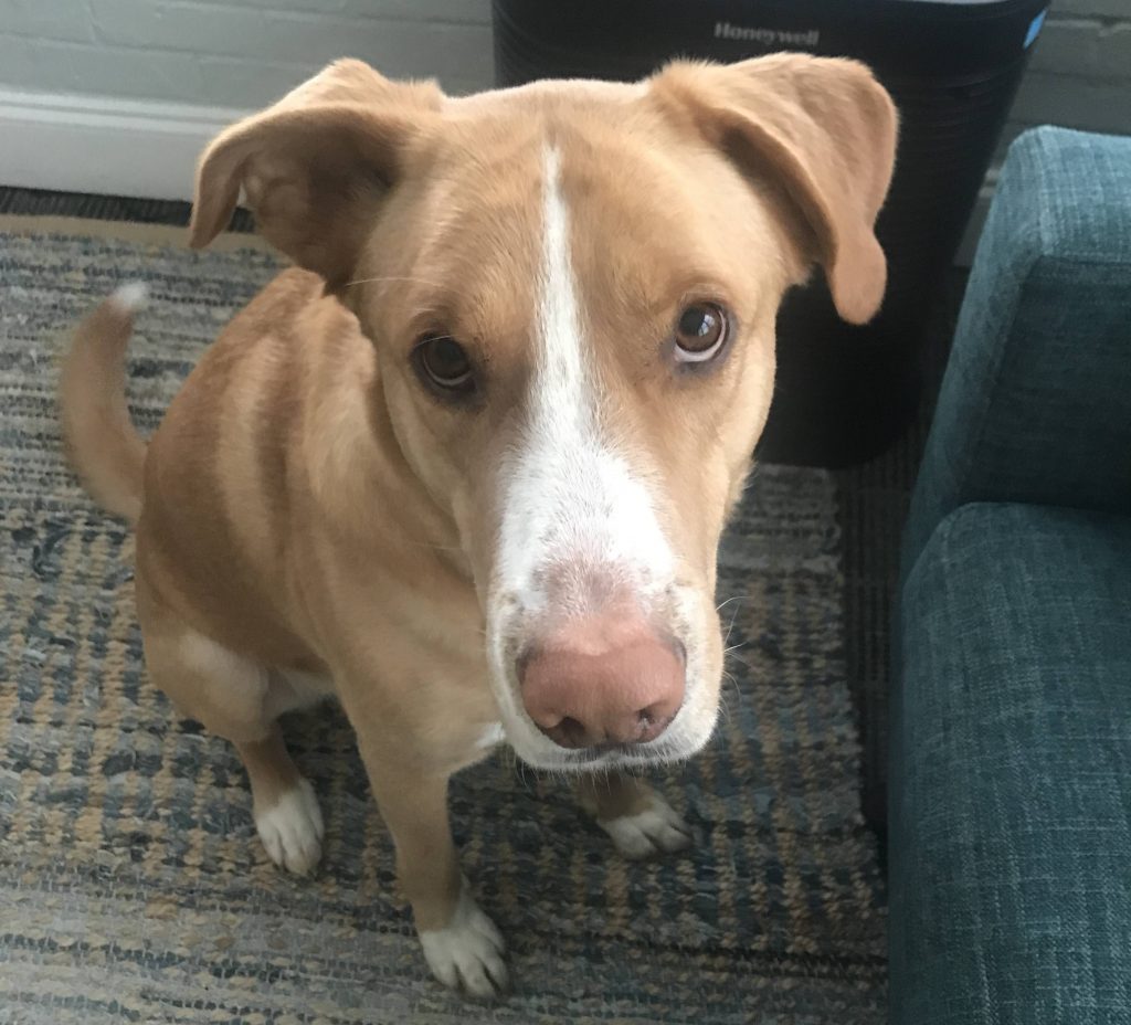 Harold, the Office Dog – Stone Cottage Counseling