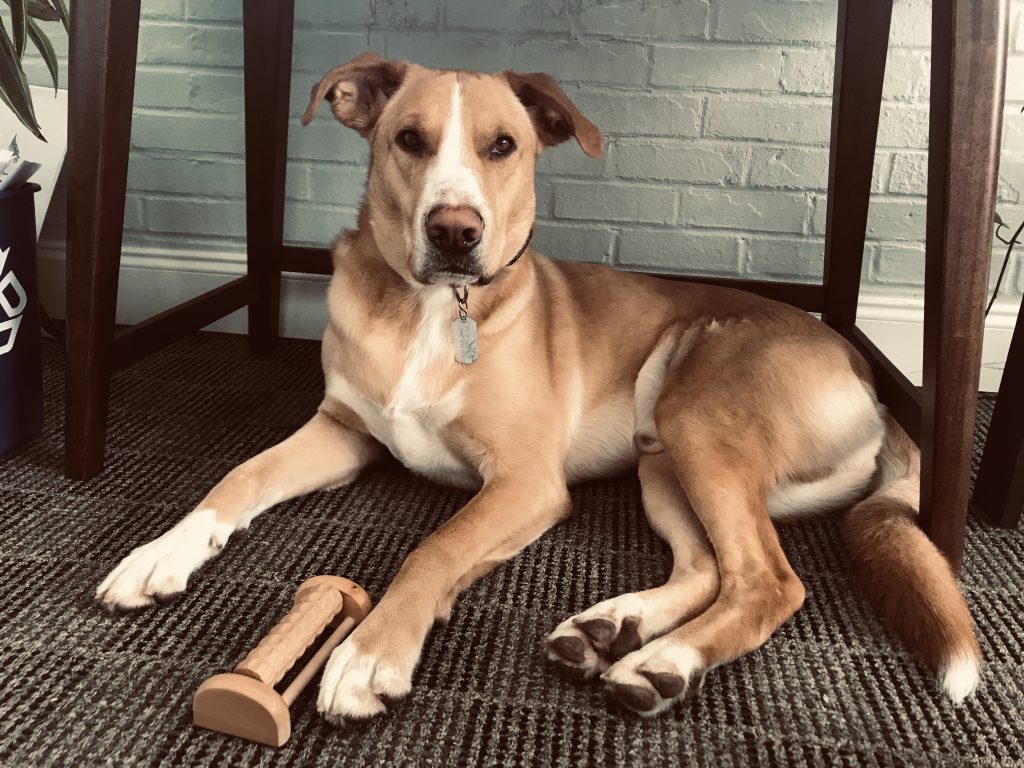 Harold, the Office Dog – Dana Goldman
